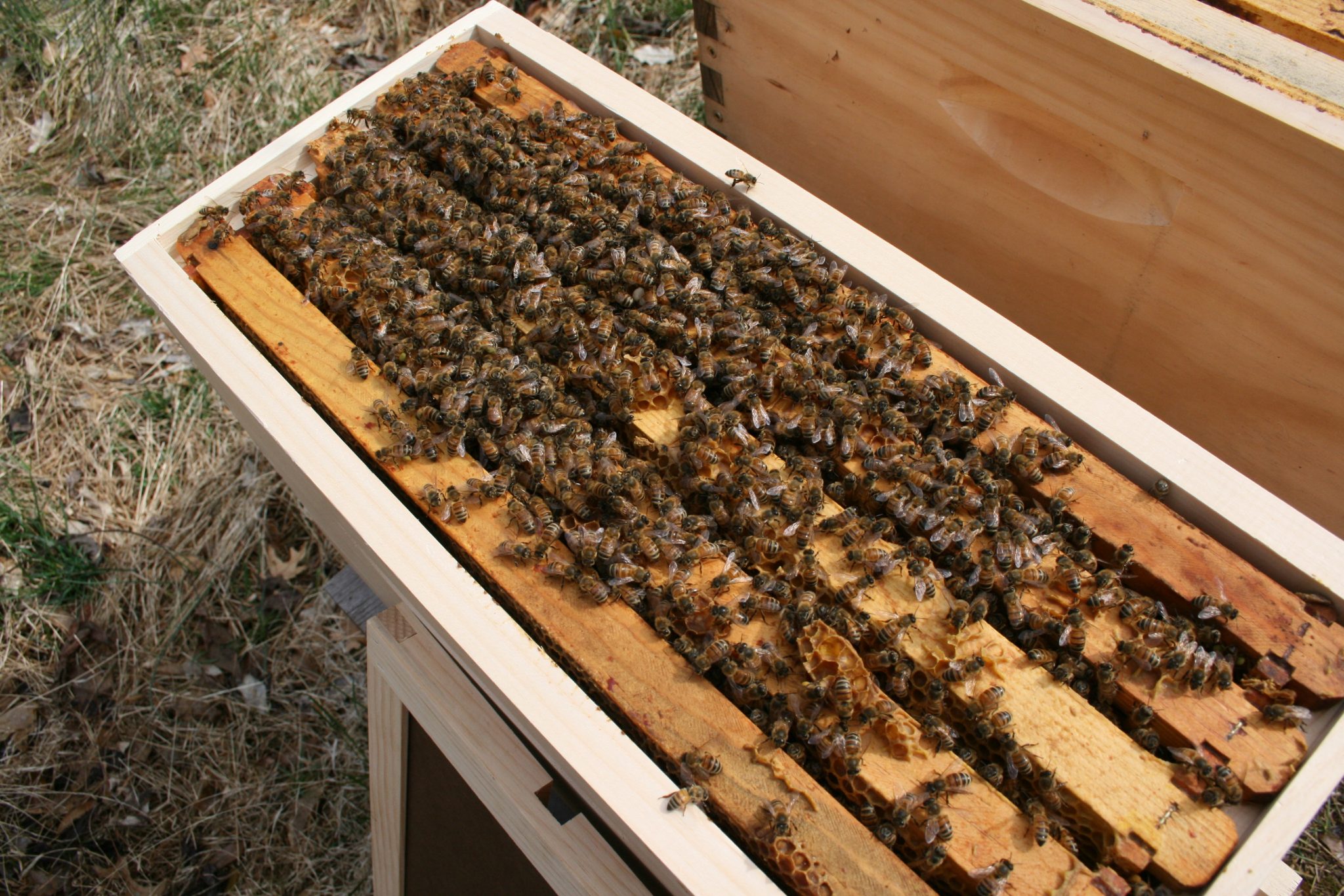 Growing Your Apiary: All About Splitting a Hive - Backyard Beekeeping
